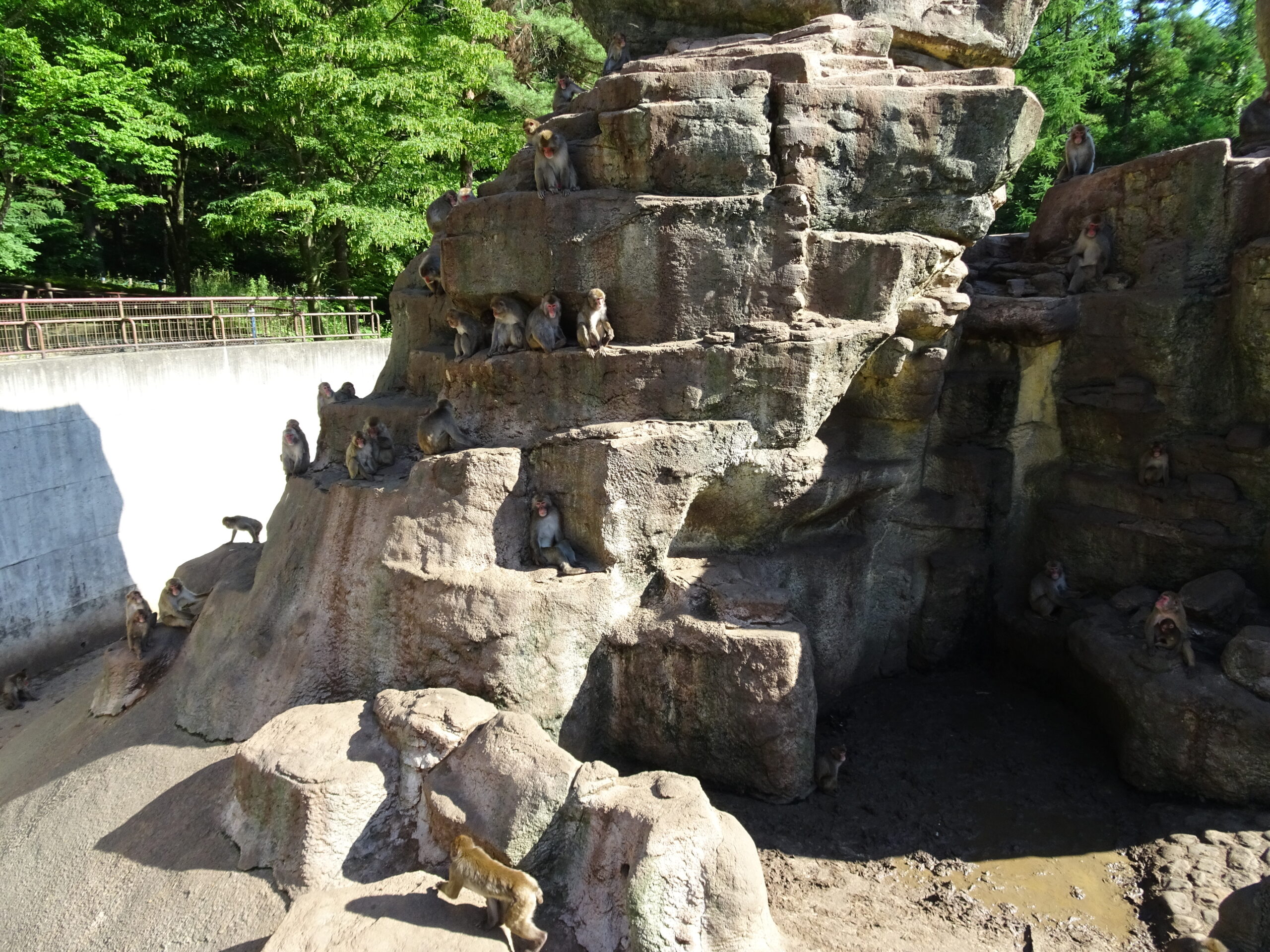 ニホンザル - 盛岡観光におすすめ！ 盛岡市動物公園 ZOOMO【公式】｜お土産も充実