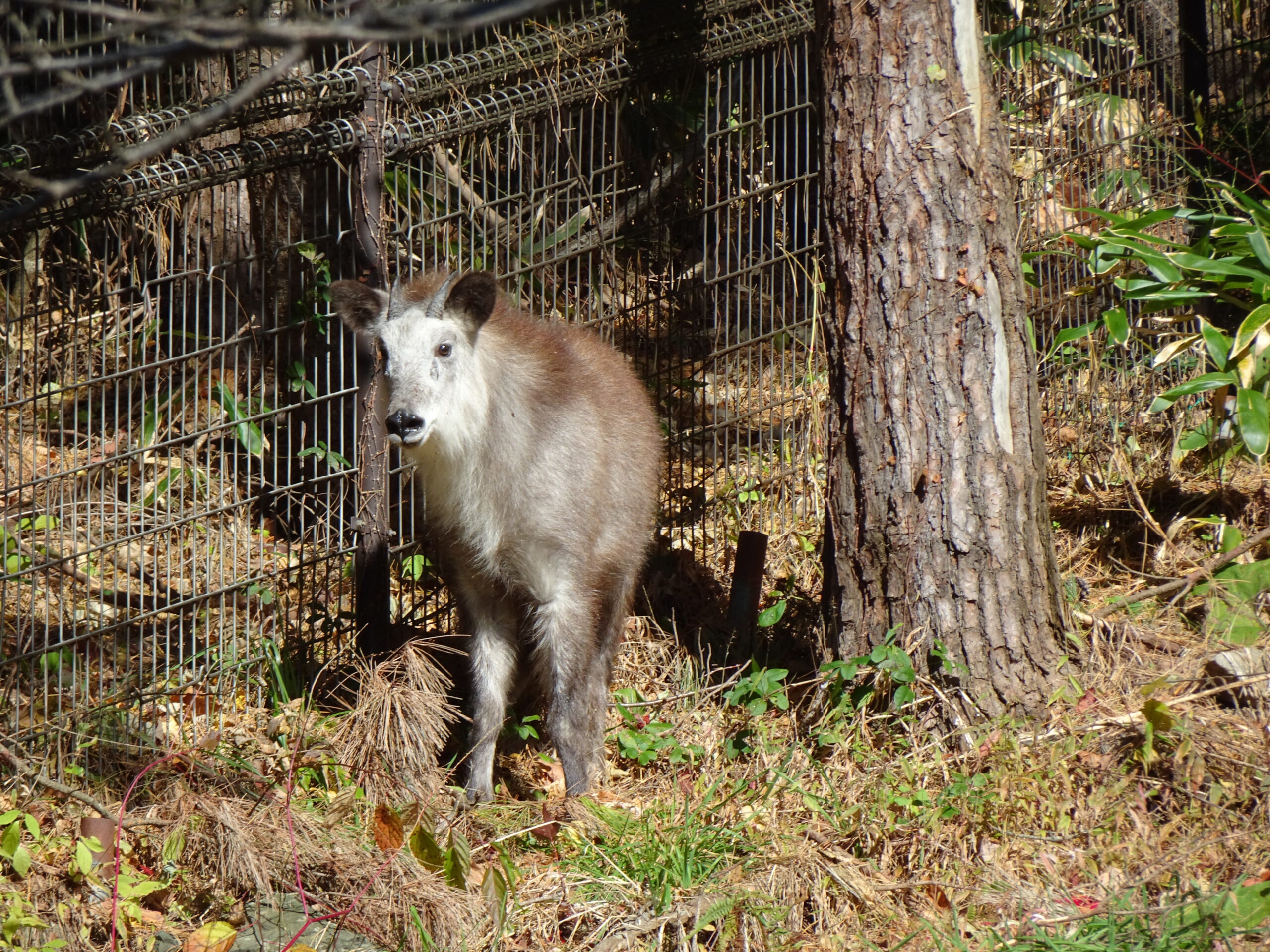 ニホンカモシカのオス“ムツ”展示を開始しました - 盛岡観光におすすめ！ 盛岡市動物公園 ZOOMO【公式】｜お土産も充実