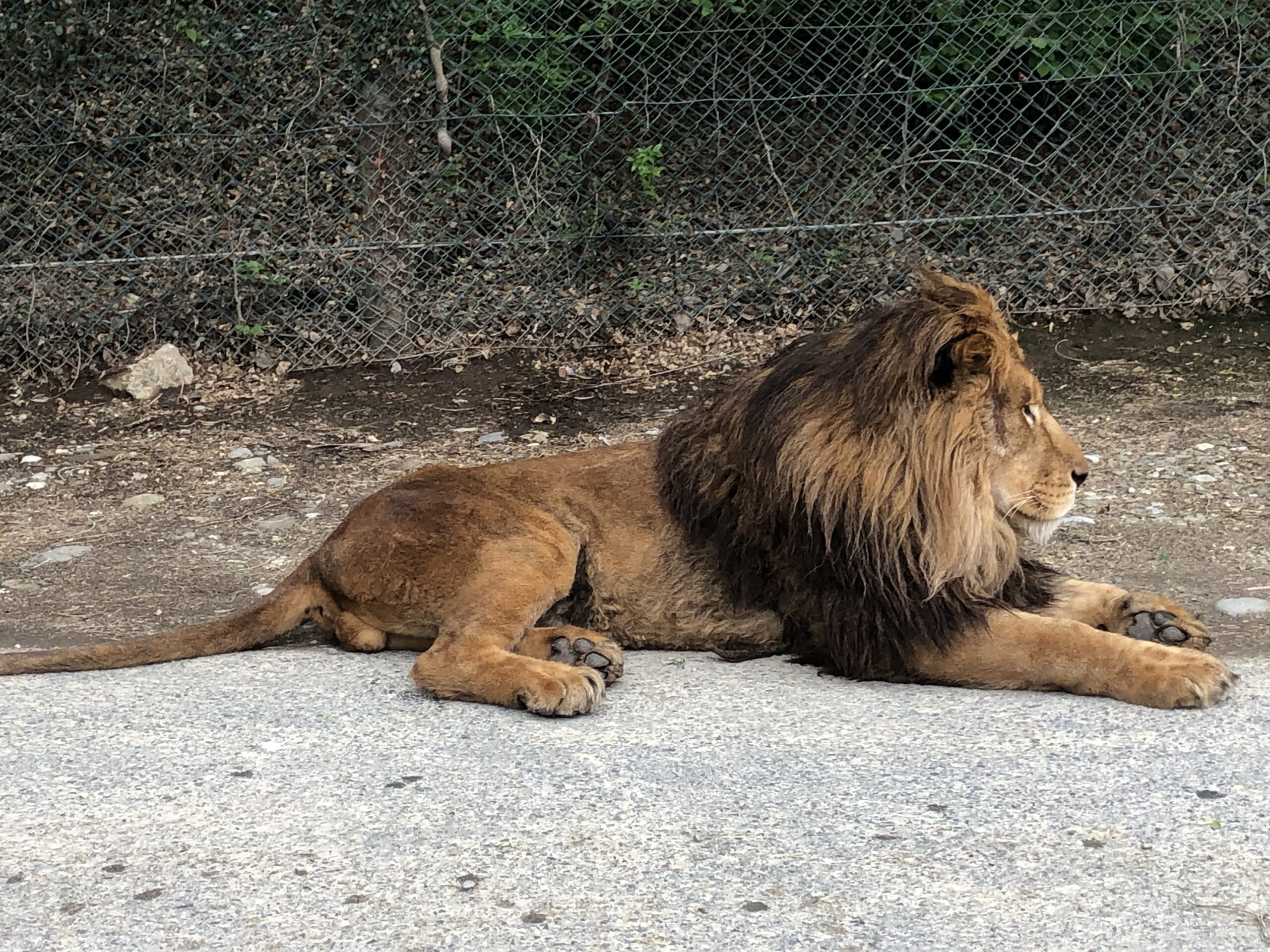 ライオン - 盛岡観光におすすめ！ 盛岡市動物公園 ZOOMO【公式】｜お土産も充実