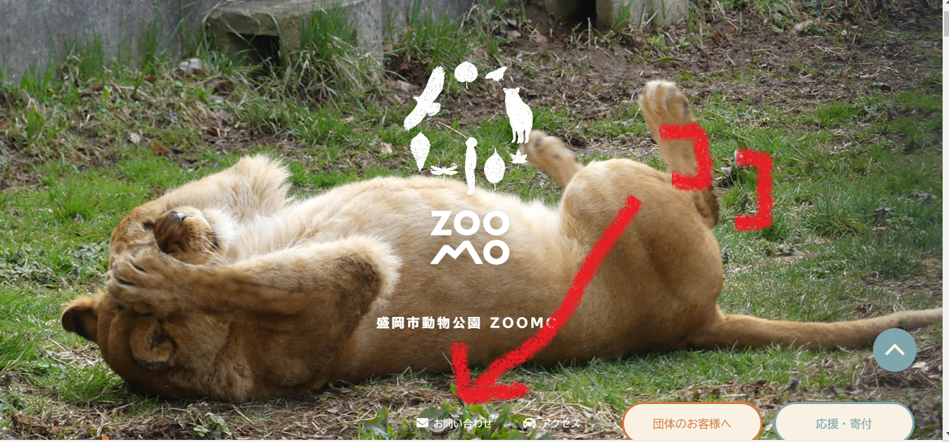 ZOOMO園長ガイドツアーに参加されたお客様へ - 盛岡観光におすすめ！ 盛岡市動物公園 ZOOMO【公式】｜お土産も充実