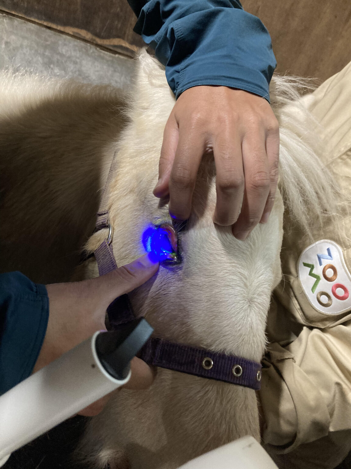2023 - 盛岡観光におすすめ！ 盛岡市動物公園 ZOOMO【公式】｜お土産も充実