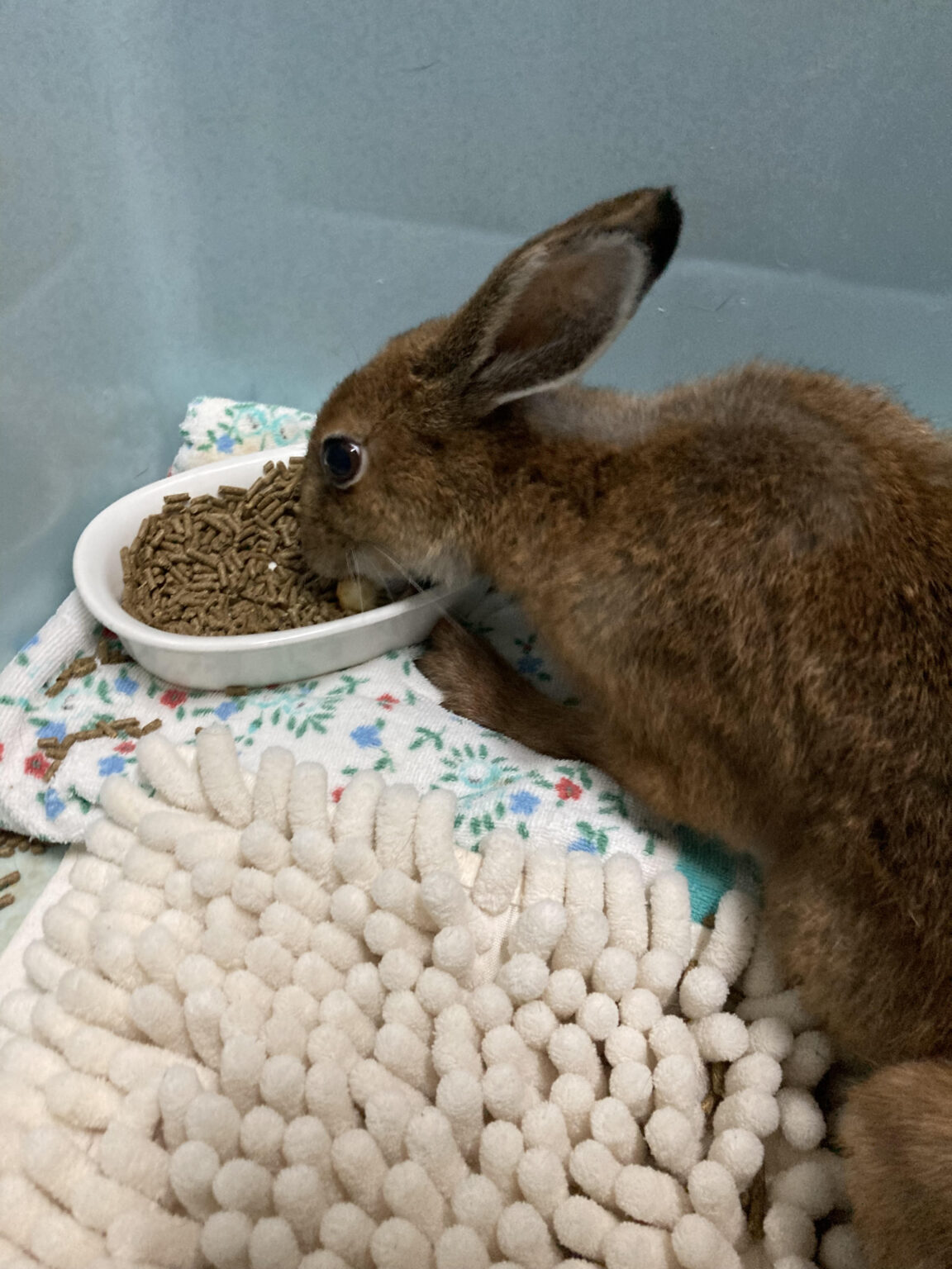 2023 - 盛岡観光におすすめ！ 盛岡市動物公園 ZOOMO【公式】｜お土産も充実