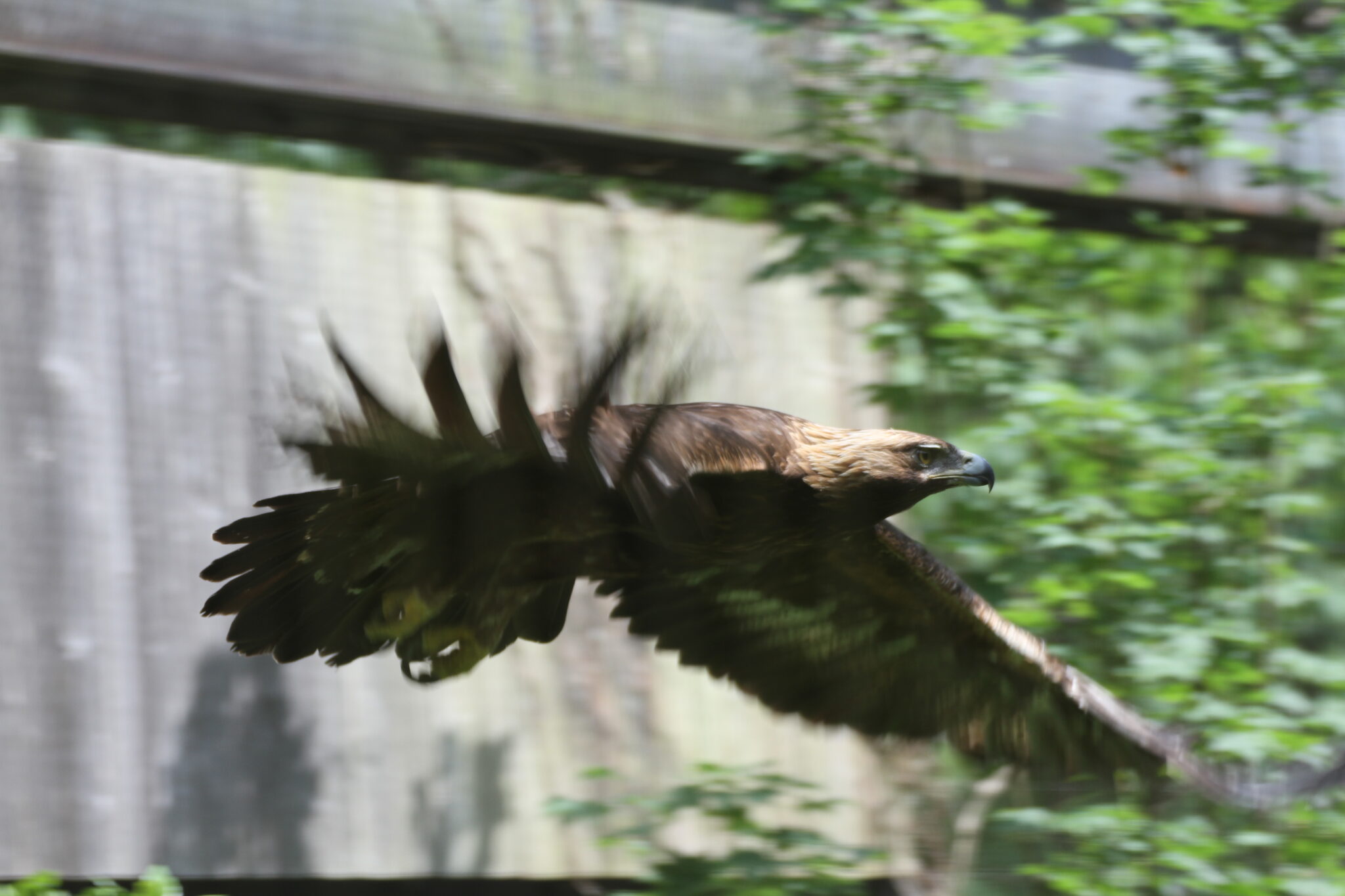 さいとう製菓×ZOOMO - 盛岡観光におすすめ！ 盛岡市動物公園 ZOOMO【公式】｜お土産も充実