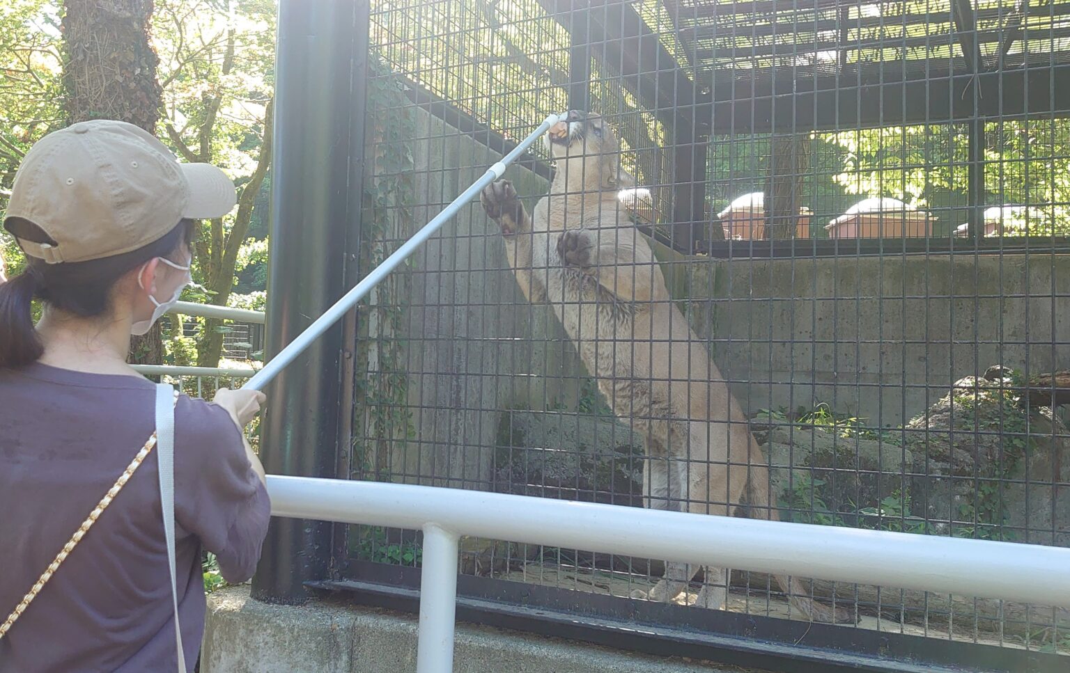 ★イベント「ピューマと仲良くなろう」についての重要なお知らせ★ - 盛岡観光におすすめ！ 盛岡市動物公園 ZOOMO【公式】｜お土産も充実