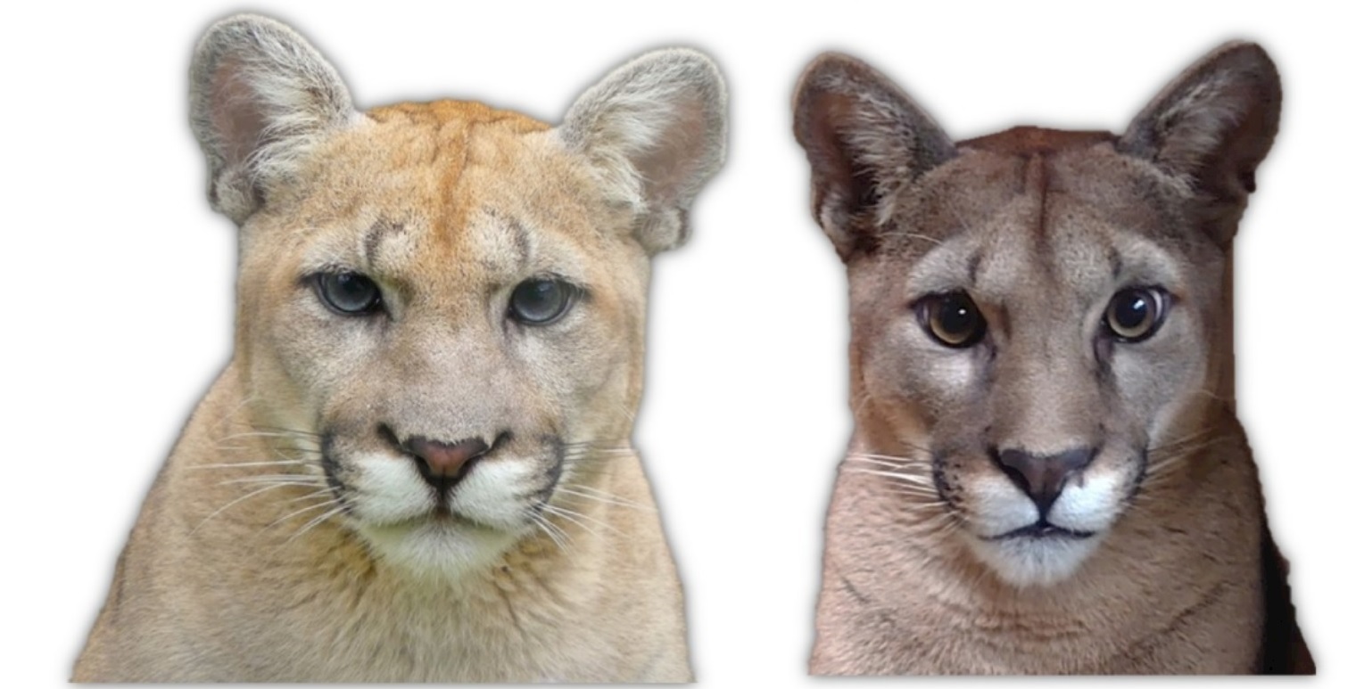 【ピューマからの大切なお知らせ】 - 盛岡観光におすすめ！ 盛岡市動物公園 ZOOMO【公式】｜お土産も充実