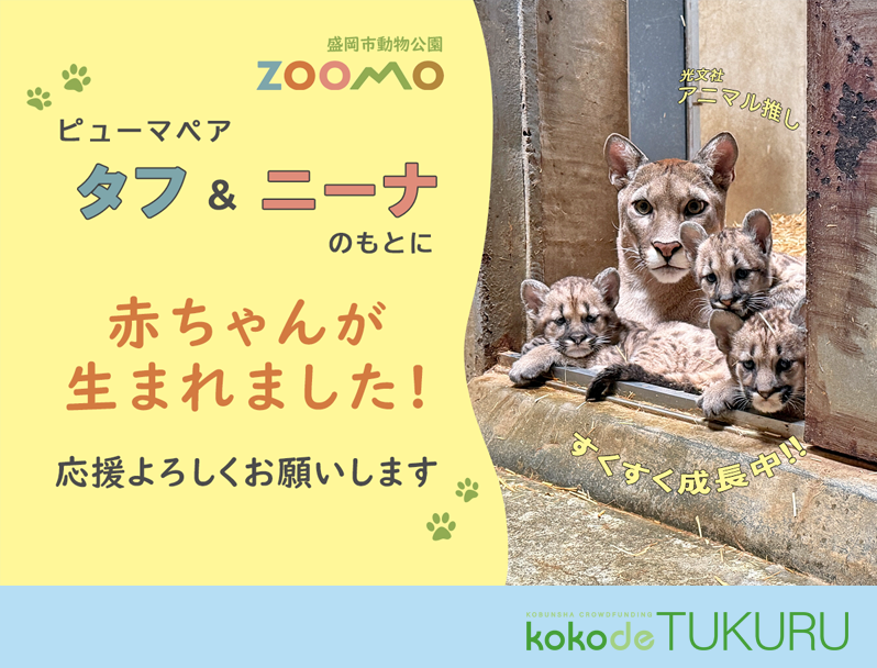 ピューマ一家を全力応援するプロジェクトがスタートします - 盛岡観光におすすめ！ 盛岡市動物公園 ZOOMO【公式】｜お土産も充実